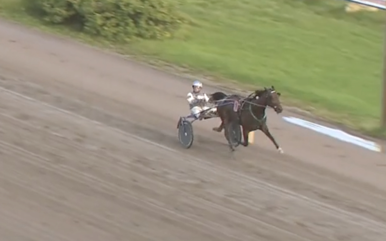 Uppvisning av Mint Match - Sulkysport